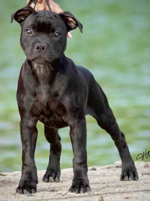 Cuccioli Staffy
